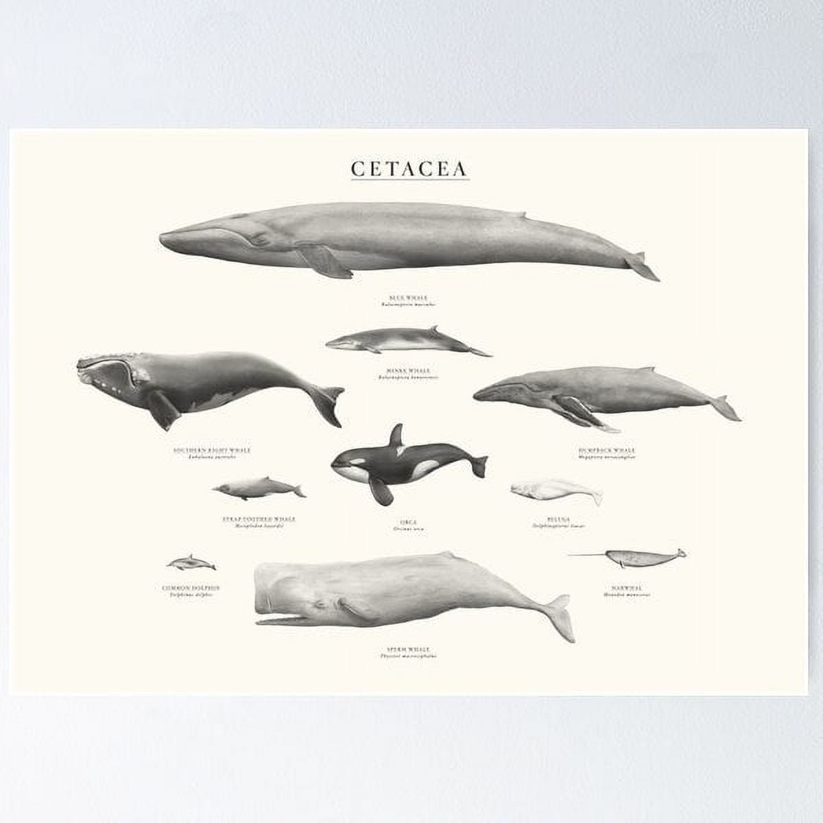 AatoeaX Cetacea PosterAesthetic Home Decor – Perfect for Gallery Walls ...