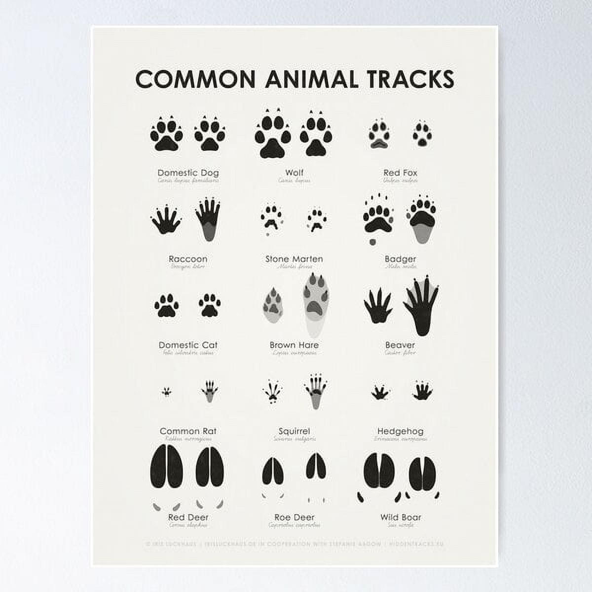 AatoeaX Common Animal Tracks Identification Chart (Hidden Tracks ...