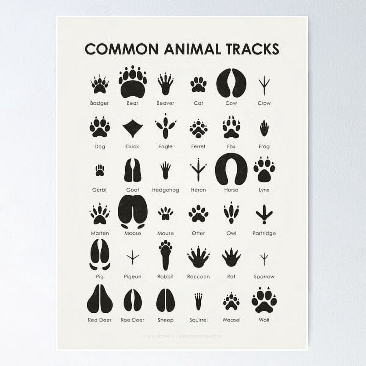 AatoeaX Common Animal Tracks Identification ID Chart Poster Aesthetic ...