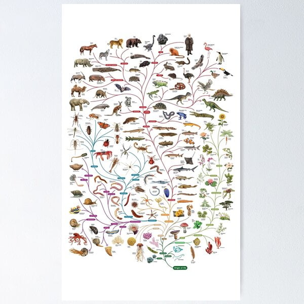 AatoeaX Darwinian Evolution Tree of Life PosterAesthetic Home Decor ...