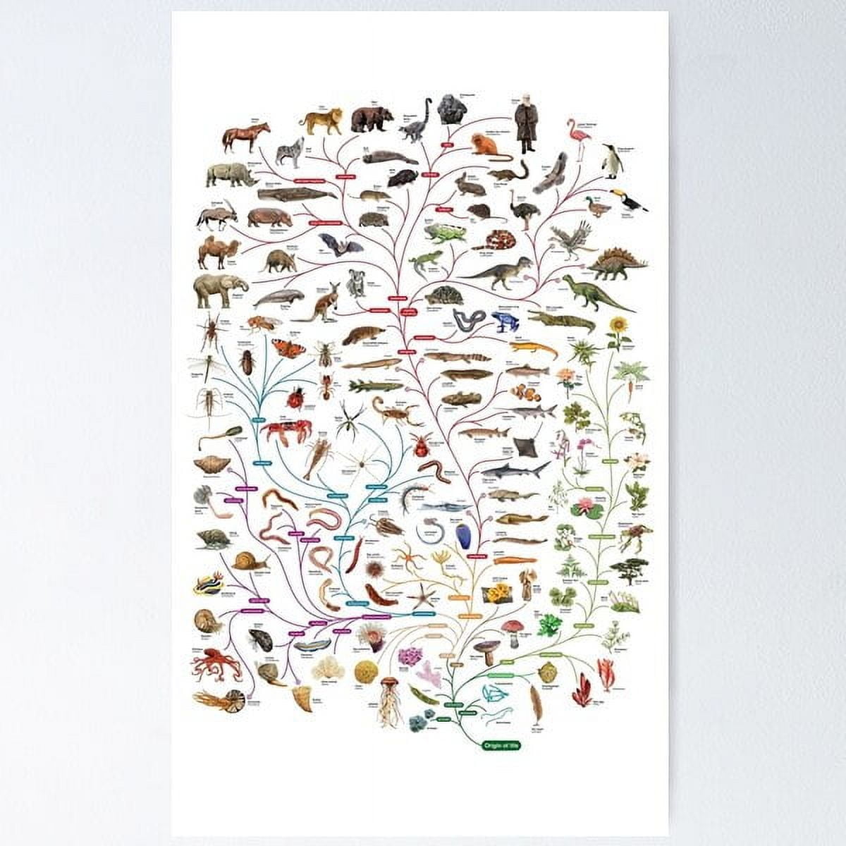 AatoeaX Darwinian Evolution Tree of Life PosterAesthetic Home Decor ...