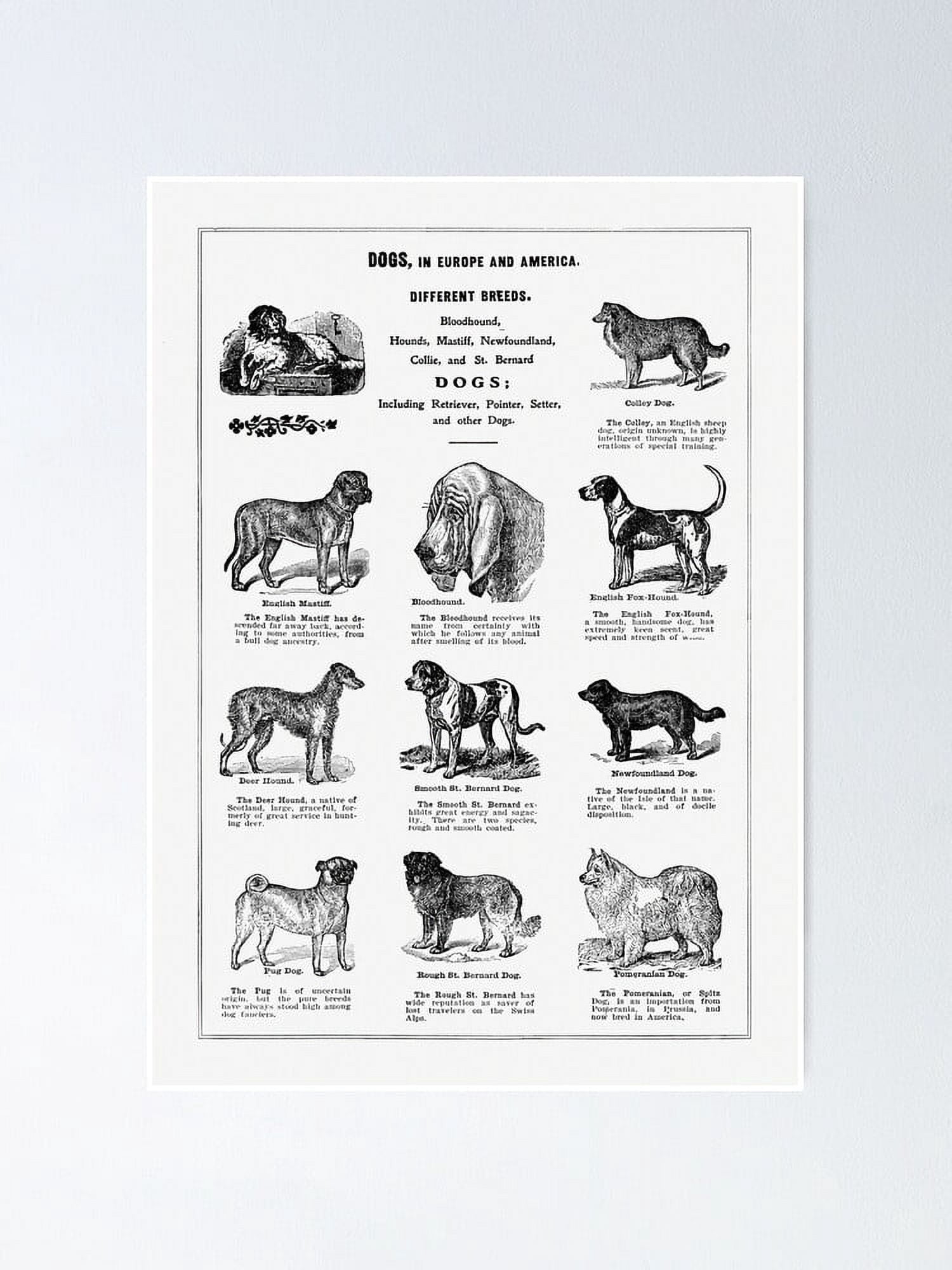 AatoeaX Dog Breed Information Poster Poster Modern Wall Art Canvas ...