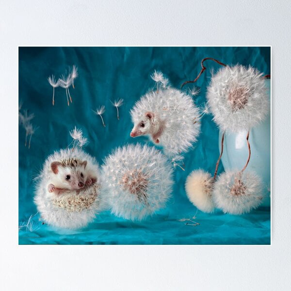 AatoeaX Hedgehogs- dandelions. Photographer Eremina Elena. PosterAesthetic Home Decor – Perfect ...