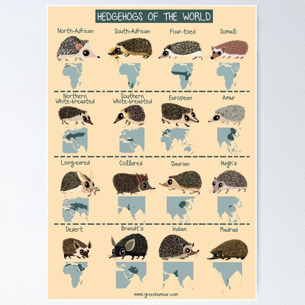 AatoeaX Hedgehogs of the World PosterAesthetic Home Decor – Perfect for ...