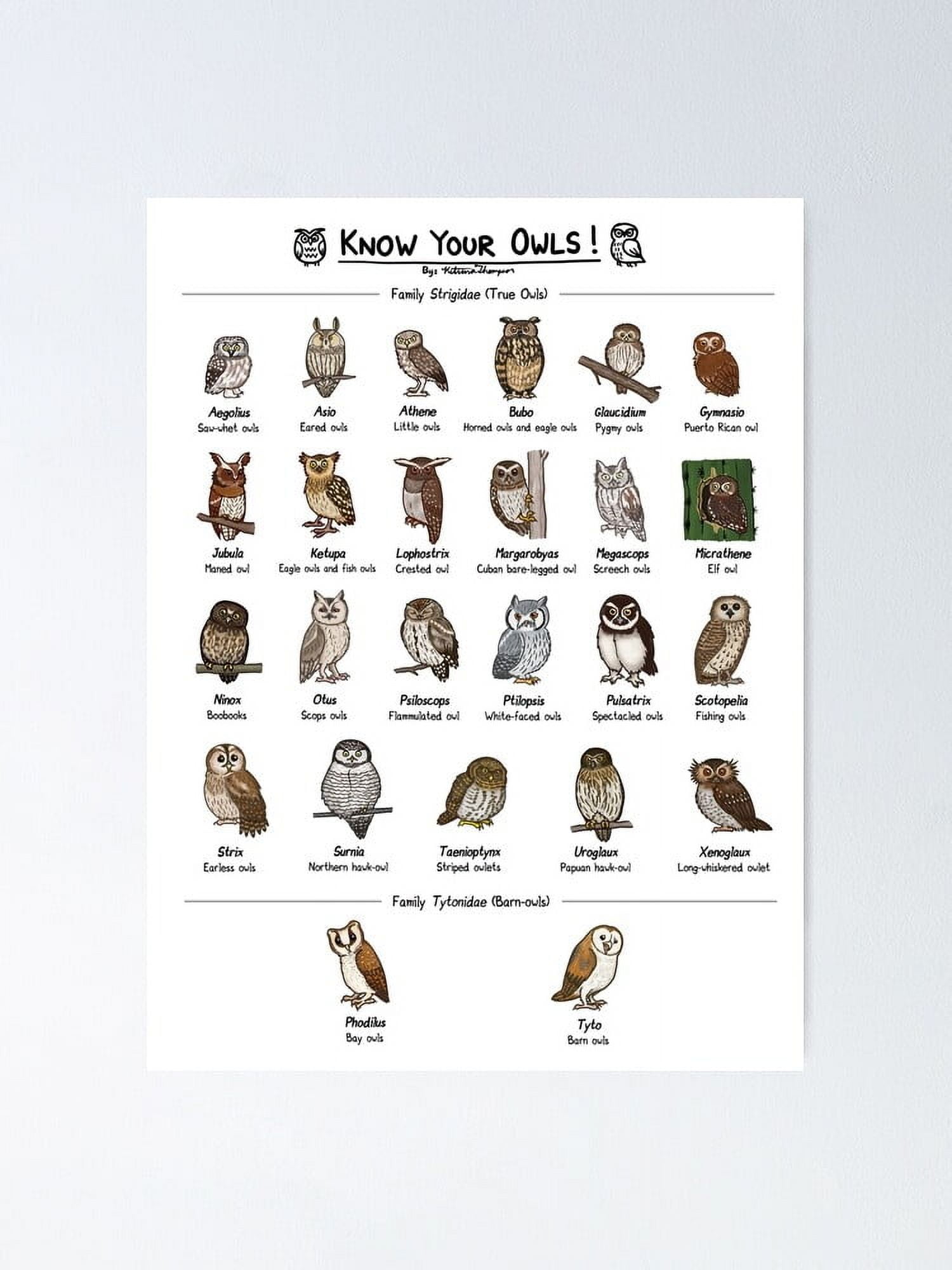 AatoeaX Illustrated Guide to Owls Poster Modern Wall Art Canvas Poster ...