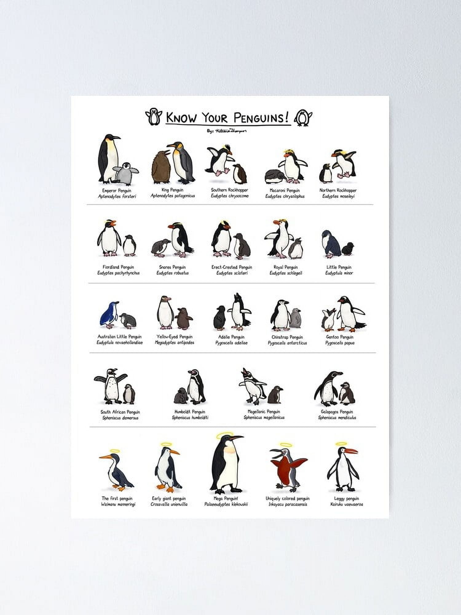 AatoeaX Illustrated Guide to Penguins Poster Modern Wall Art Canvas ...