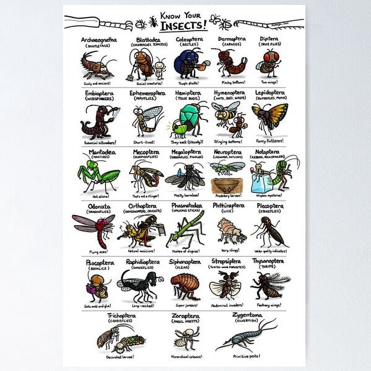 AatoeaX Illustrated Guide to Insects PosterAesthetic Home Decor ...