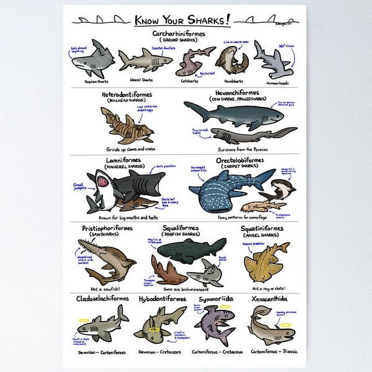 AatoeaX Illustrated Guide to Sharks PosterAesthetic Home Decor ...