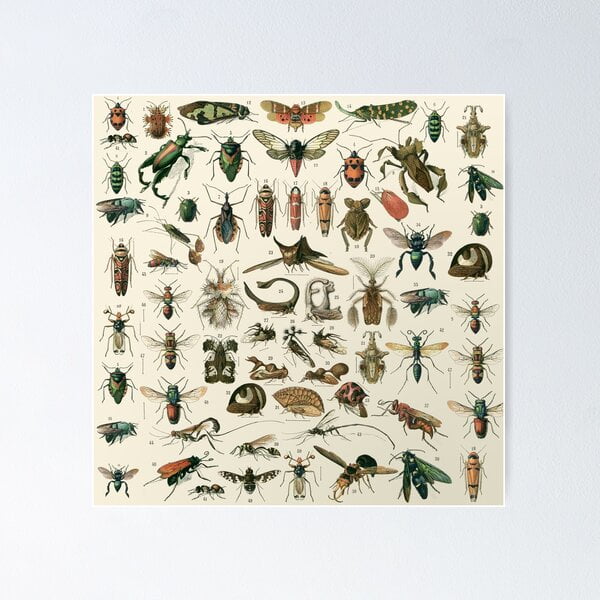 AatoeaX Insects 2 PosterAesthetic Home Decor – Perfect for Gallery ...