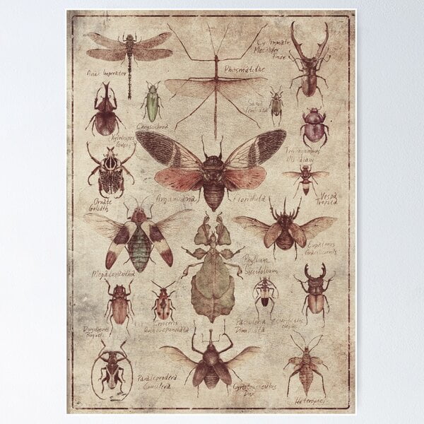 AatoeaX Insects (colored) PosterAesthetic Home Decor – Perfect for ...