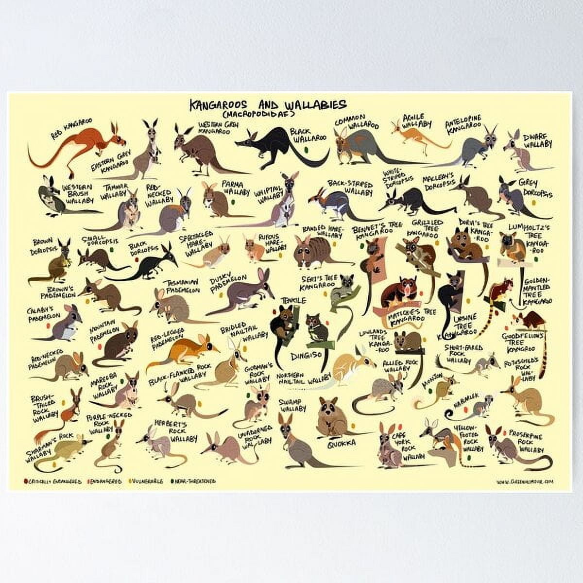 AatoeaX Kangaroos and Wallabies PosterAesthetic Home Decor – Perfect for Gallery Walls or Gifts ...