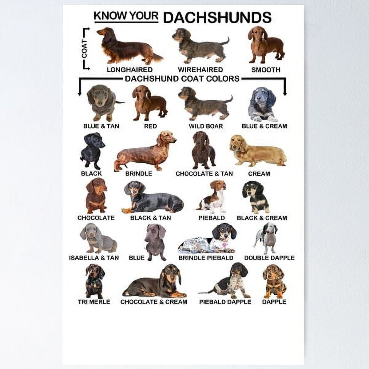 AatoeaX Know your Dachshunds Poster Aesthetic Home Decor – Perfect for ...