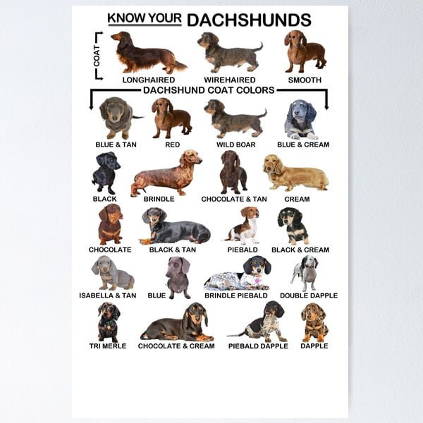 AatoeaX Know your Dachshunds Poster Aesthetic Home Decor – Perfect for ...