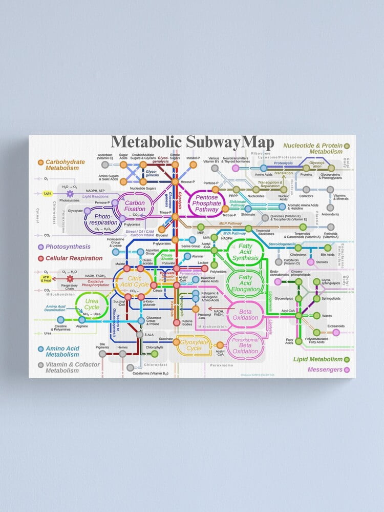 AatoeaX Metabolic subway metro map pathway Canvas Print Modern Wall Art ...