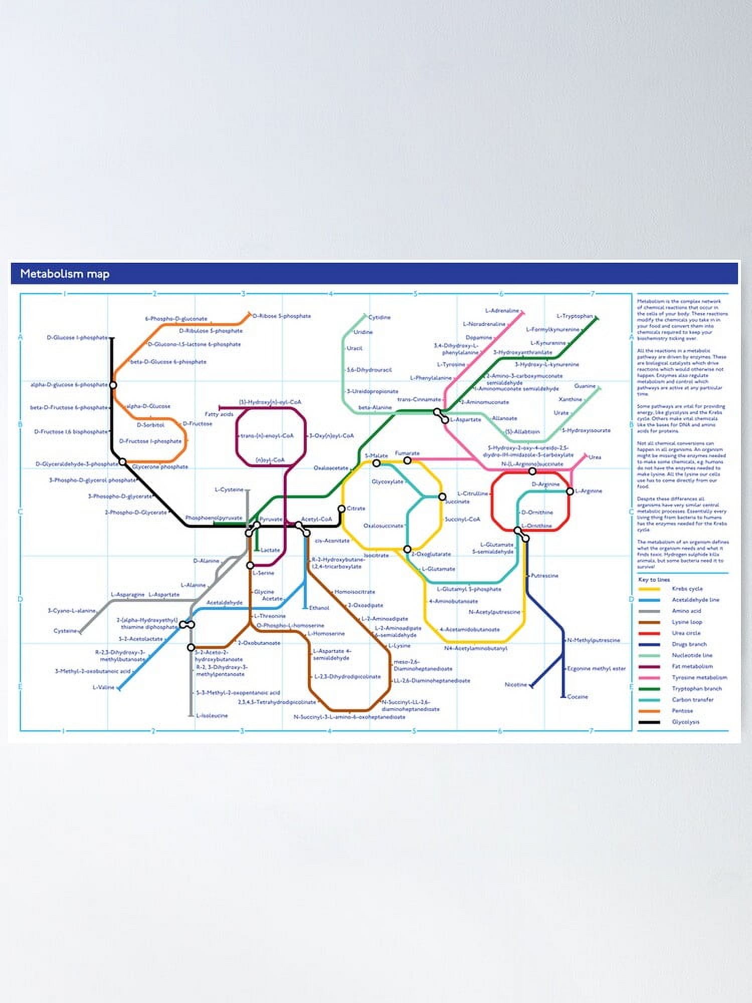 AatoeaX Metabolism - Tube Map Poster Modern Wall Art Canvas Poster ...