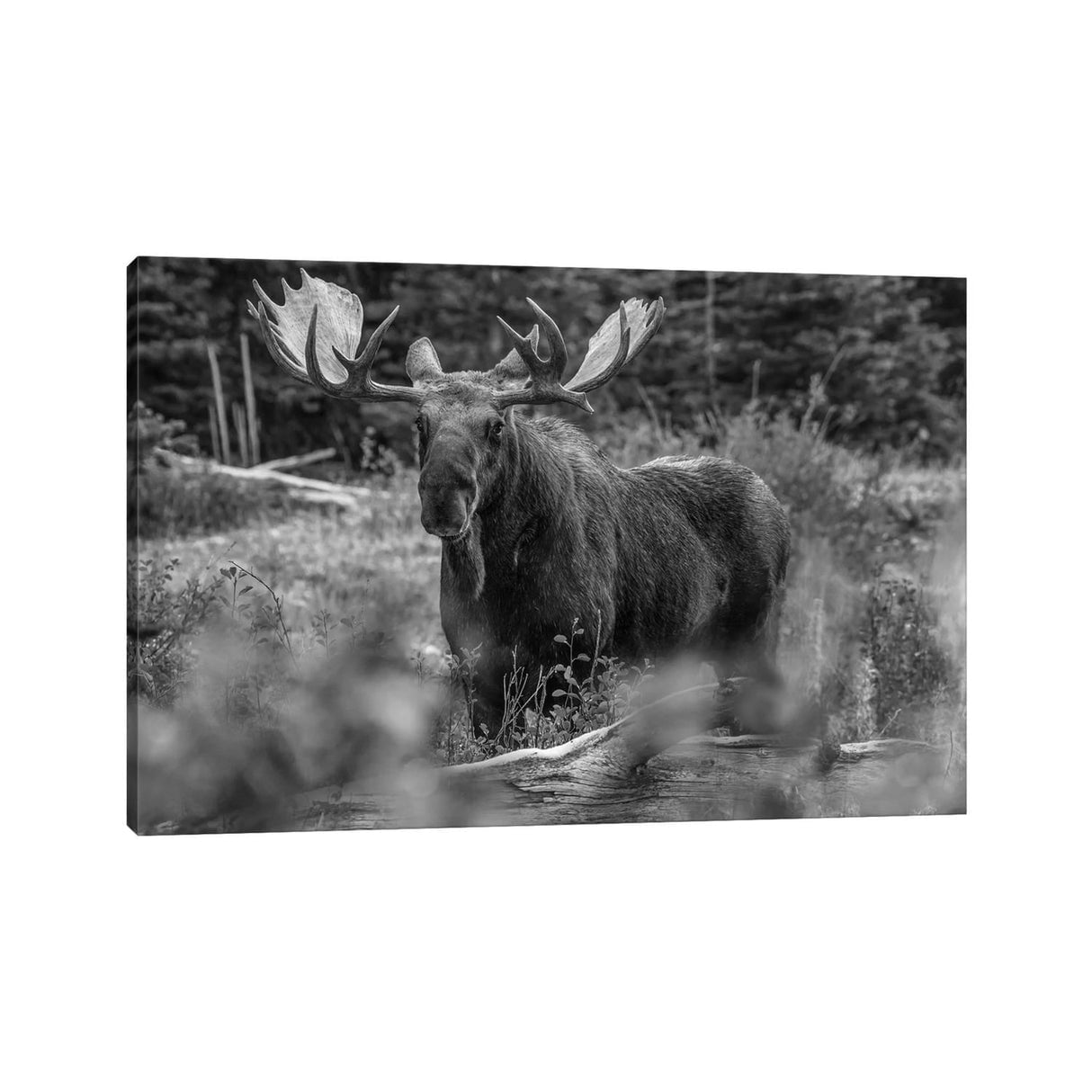 AatoeaX "Moose bull, Glacier National Park, Montana" Canvas Print ...