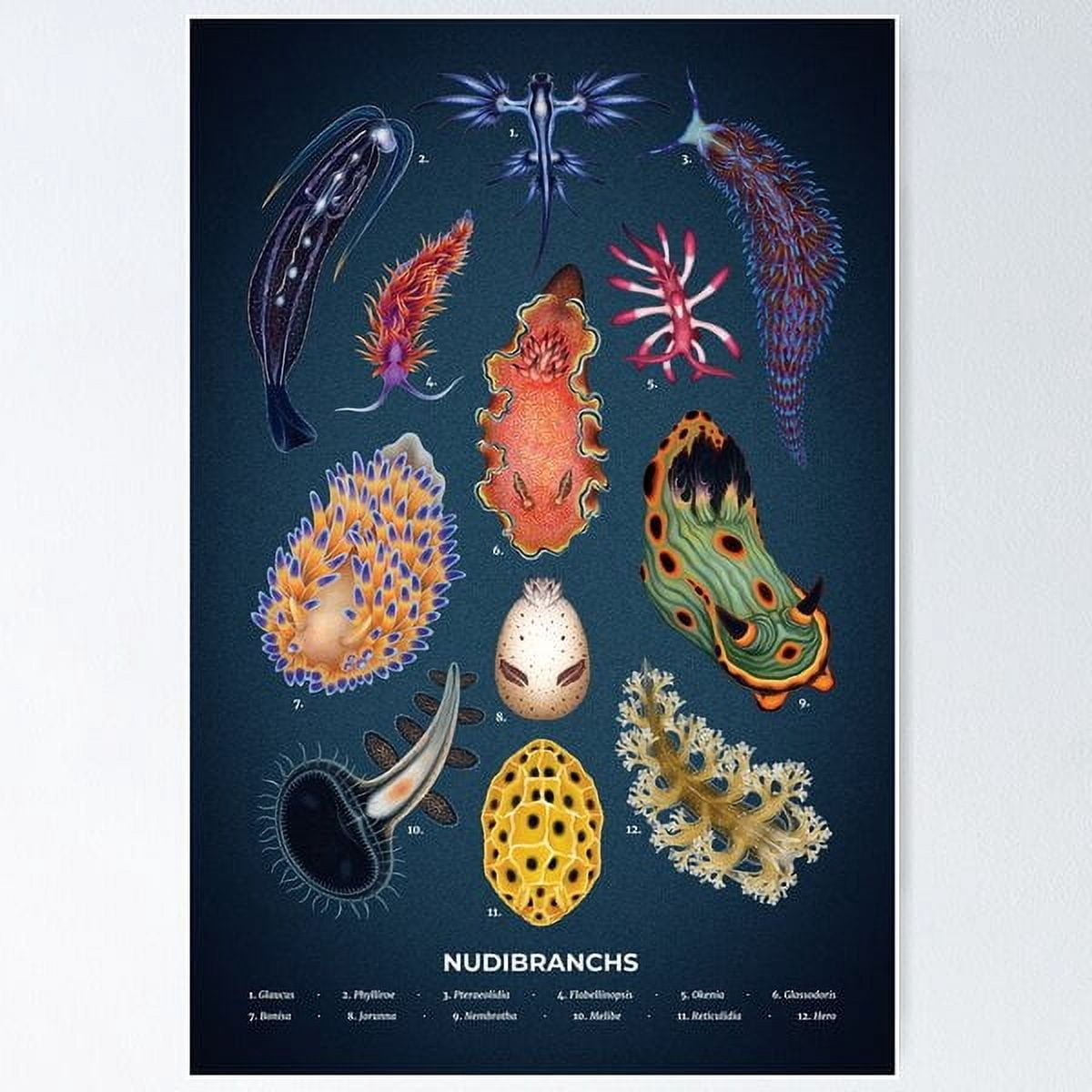 AatoeaX Nudibranchs Plate PosterAesthetic Home Decor – Perfect for ...