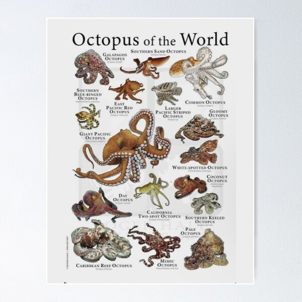 AatoeaX Order Octopoda Poster Aesthetic Home Decor – Perfect for ...