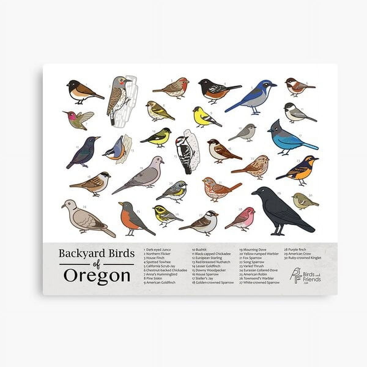 AatoeaX Oregon - Backyard Birds of Oregon Field Guide Print - Bird Art ...