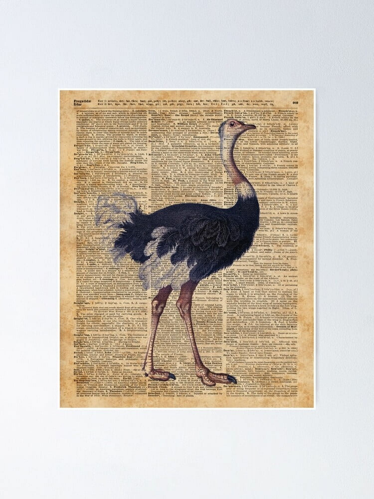 AatoeaX Ostrich Big Bird Animal Vintage Dictionary Illustration Poster ...