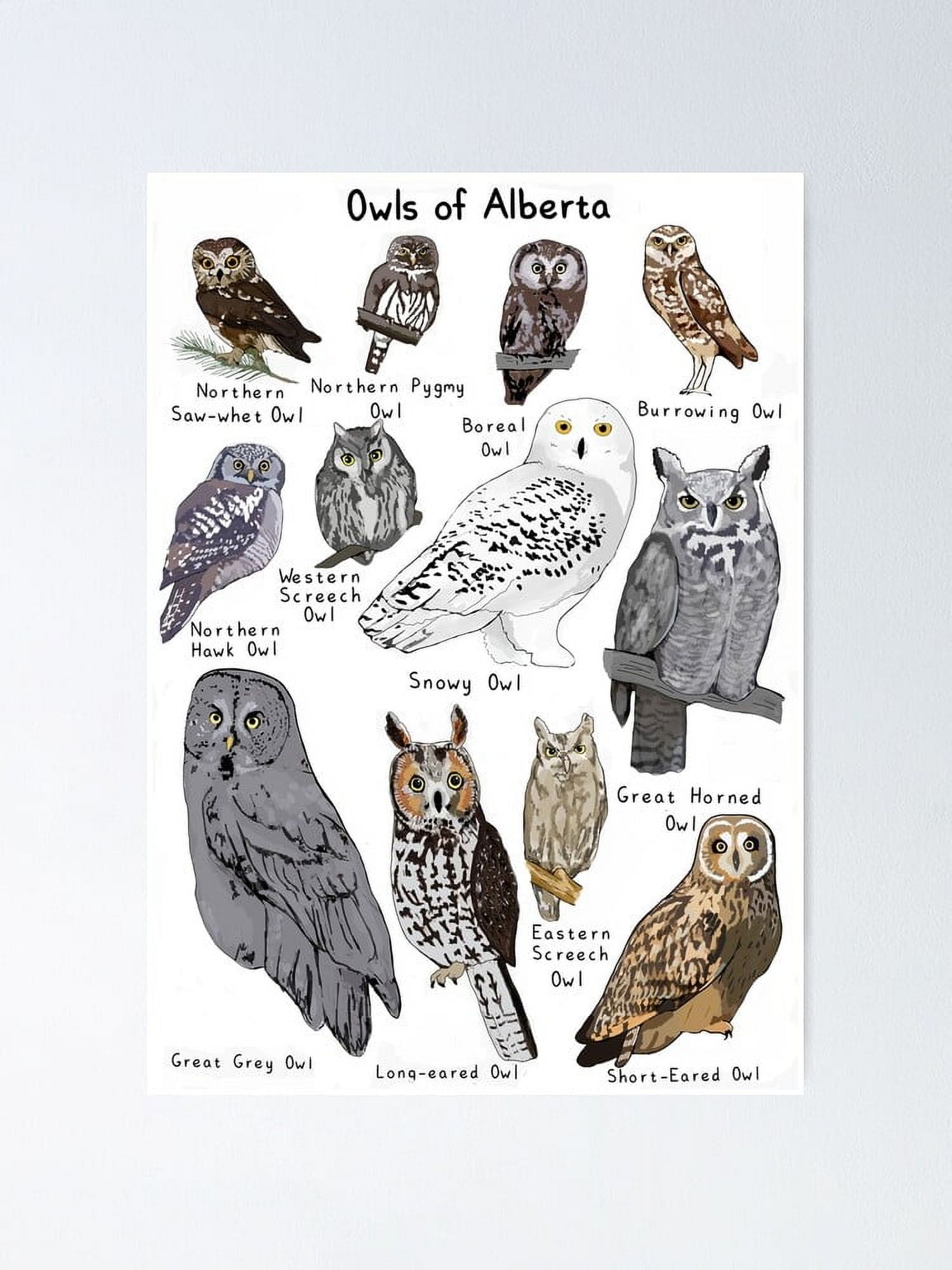 AatoeaX Owls of Alberta Poster Modern Wall Art Canvas Poster ...