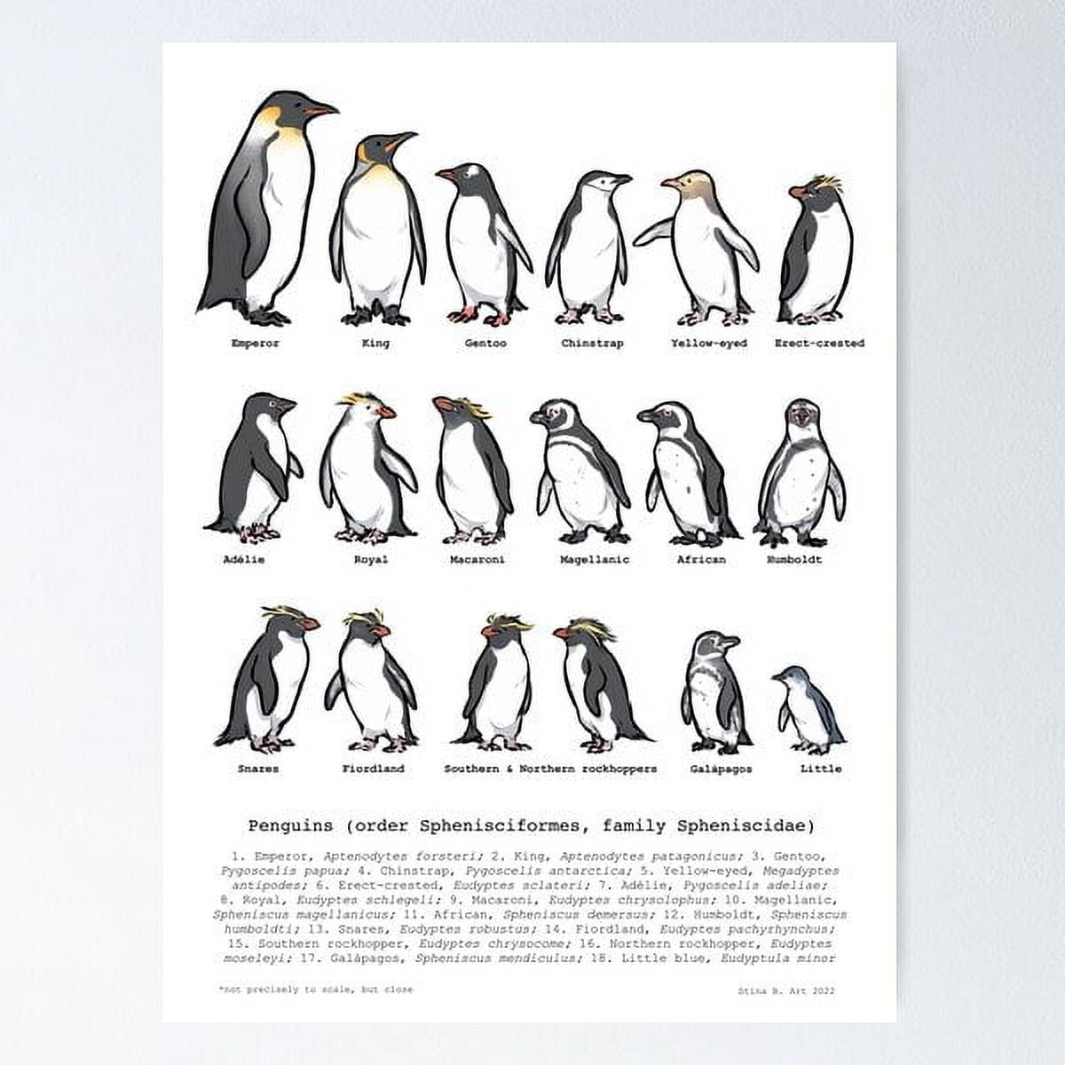 AatoeaX Penguin Species Poster Aesthetic Home Decor – Perfect for ...
