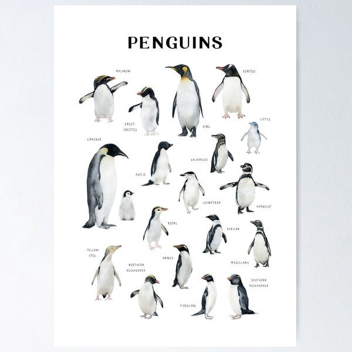 AatoeaX Penguin species poster watercolor Poster Aesthetic Home Decor ...