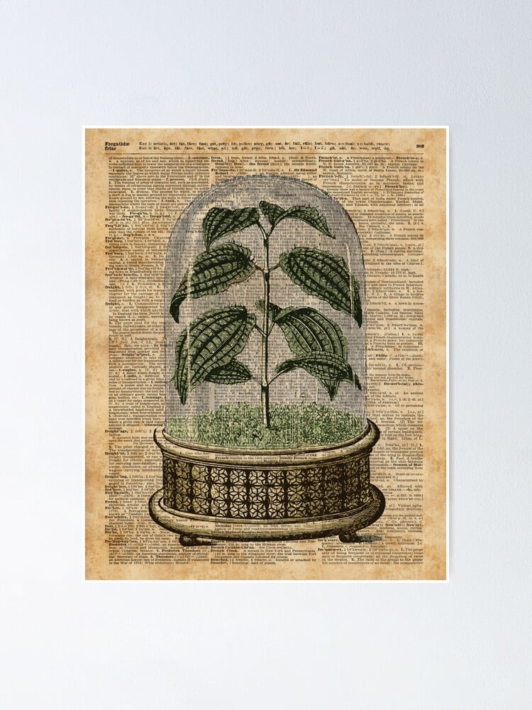 AatoeaX Plant Under Bell-glass Vintage Illustration Over A Old ...