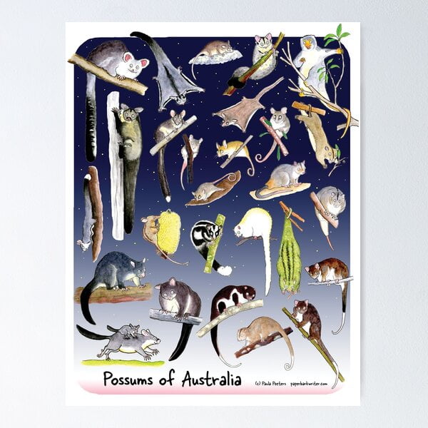 AatoeaX Possums of Australia night sky PosterAesthetic Home Decor ...