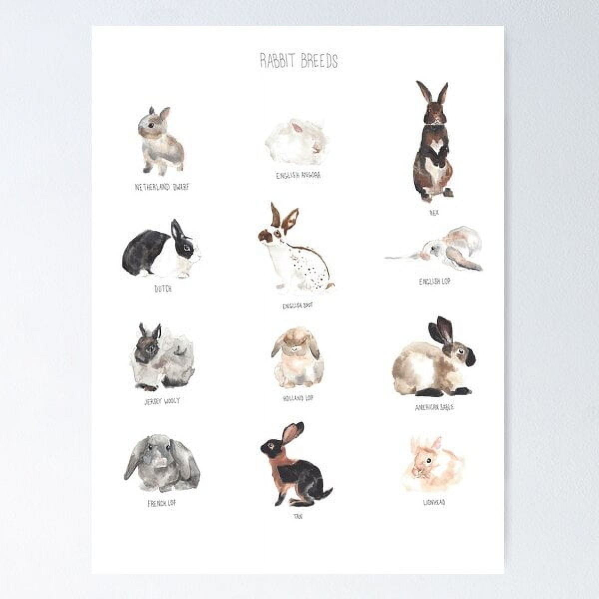 AatoeaX Rabbit Breeds PosterAesthetic Home Decor – Perfect for Gallery ...