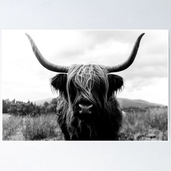 AatoeaX Scottish Highland Cattle - Black and White Animal Photography ...