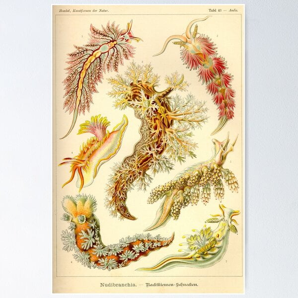 AatoeaX Sea Slug - Ernst Haeckel PosterAesthetic Home Decor – Perfect ...