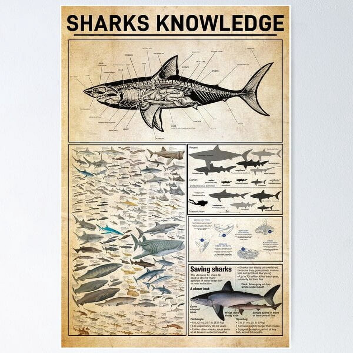 AatoeaX Shark Knowledge Infographic for Marine Lovers PosterAesthetic ...