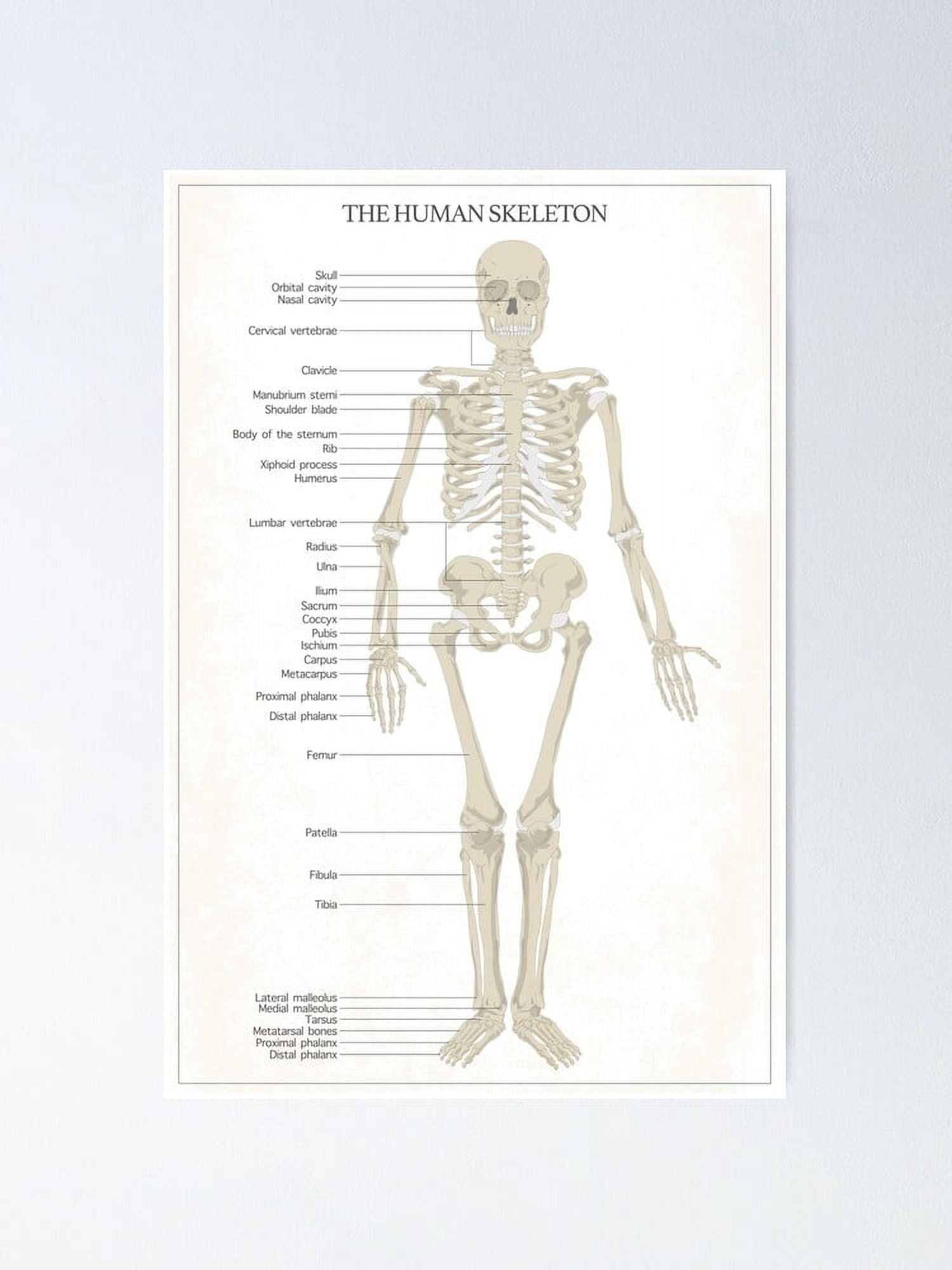 AatoeaX Skeleton - White Poster Modern Wall Art Canvas Poster ...