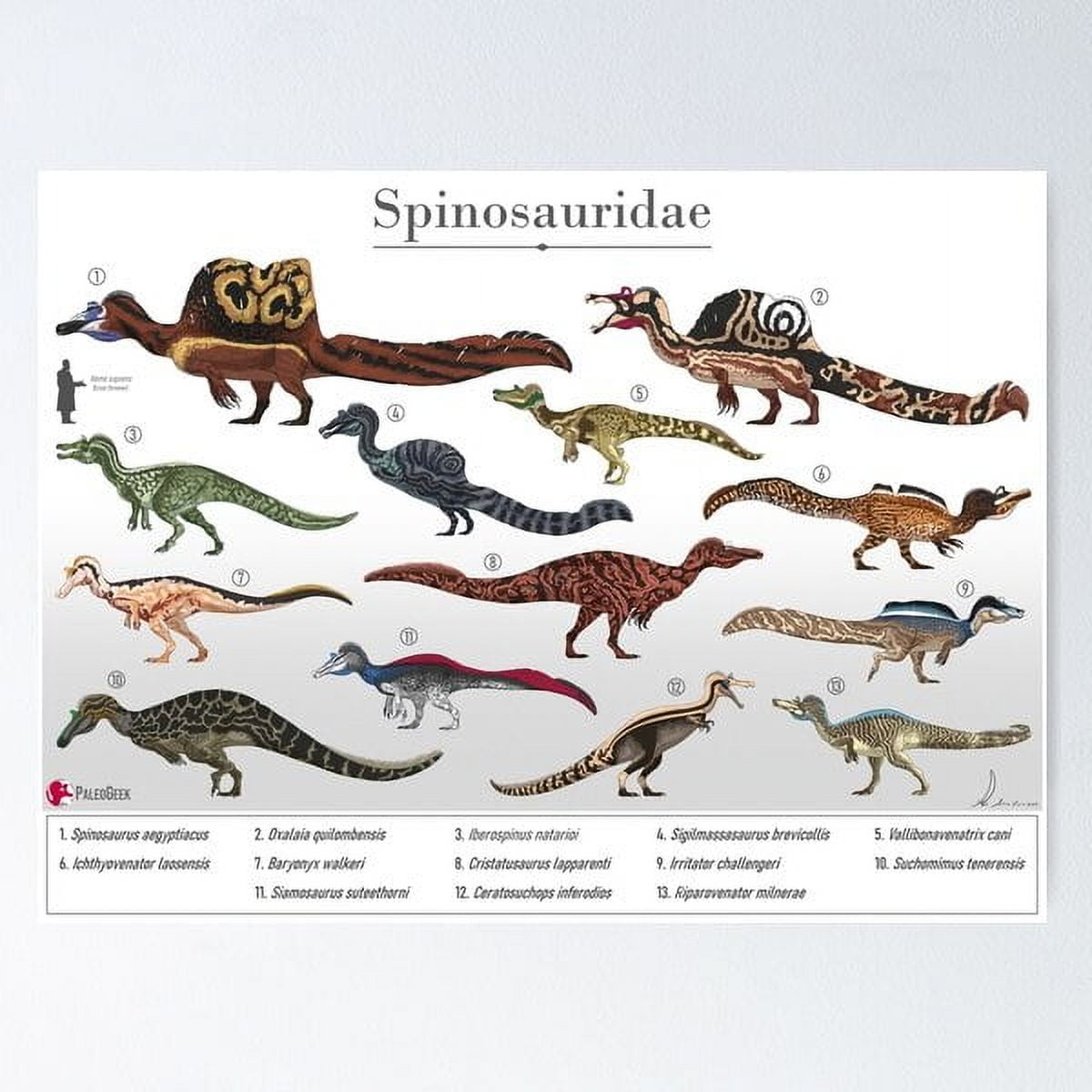 AatoeaX Spinosauridae Family Size Chart PosterAesthetic Home Decor – Perfect for Gallery Walls ...