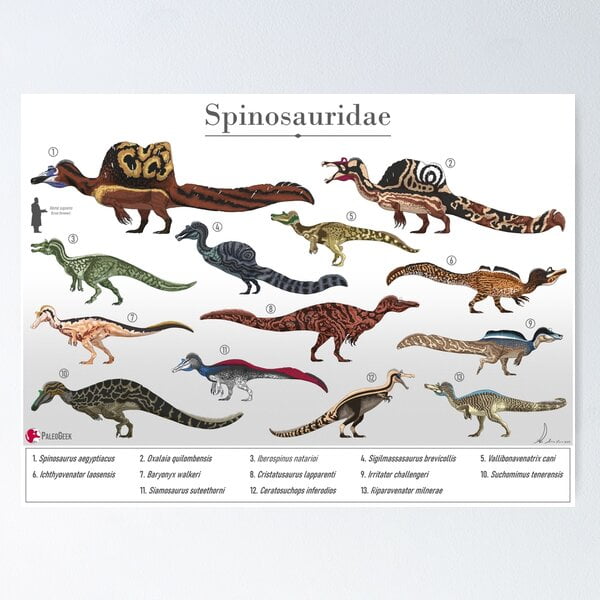 AatoeaX Spinosauridae Family Size Chart PosterAesthetic Home Decor ...