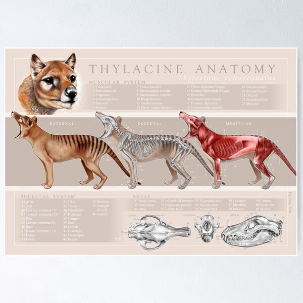 AatoeaX Tasmanian Tiger (Thylacine) Anatomy PosterAesthetic Home Decor ...