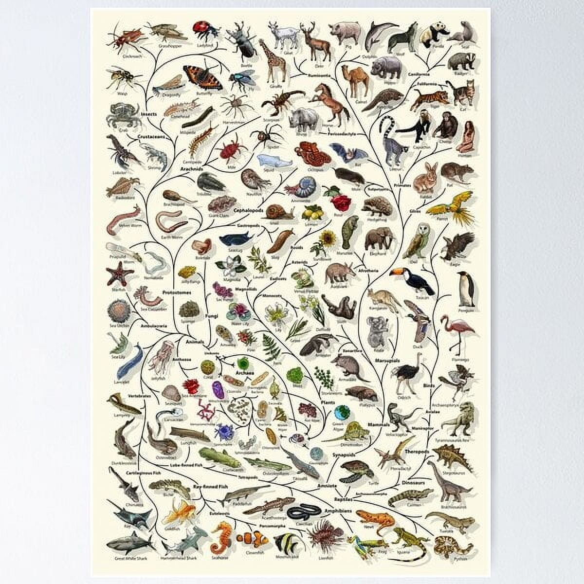AatoeaX Tree of Life Poster - Animal and Plant Evolution - English ...