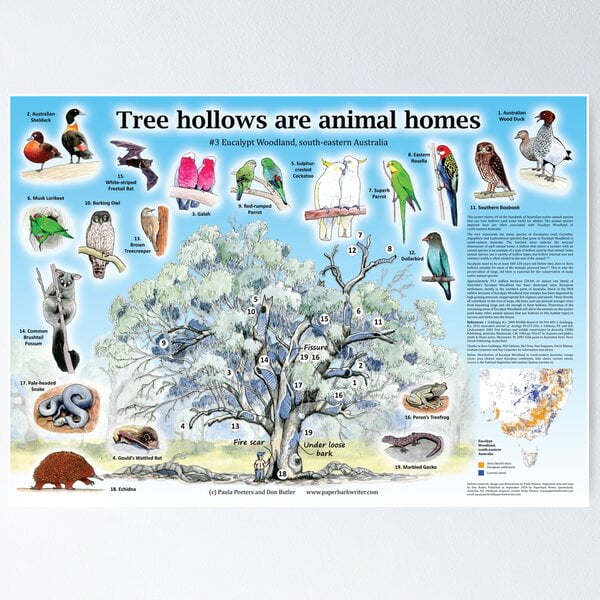 AatoeaX Tree hollows are animal homes #3 (detailed poster design ...