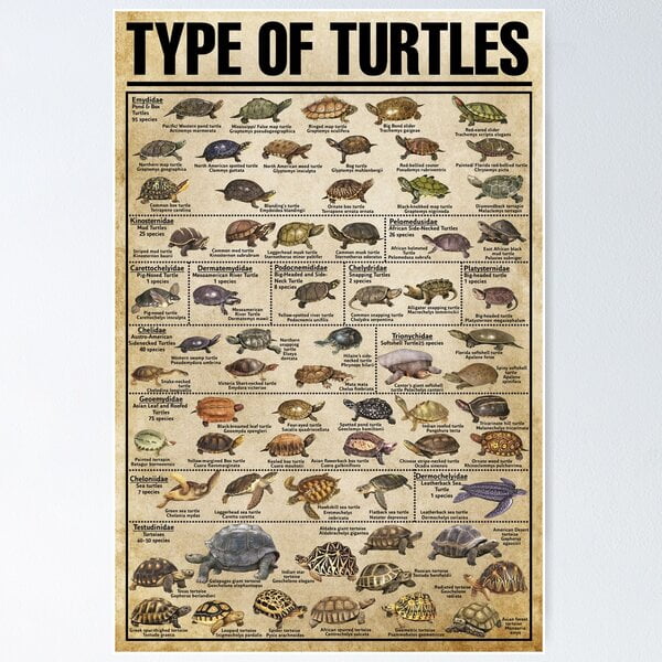 AatoeaX Type of Turtles, Turtle Treasures: Discovering the Depths of ...