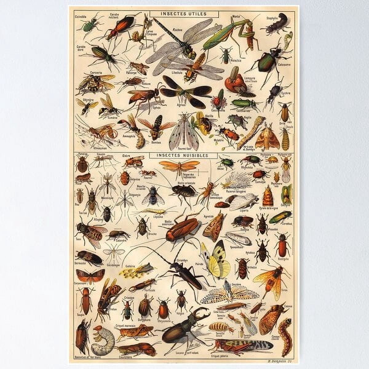 AatoeaX Types of Insects Butterflies Poster Aesthetic Home Decor ...