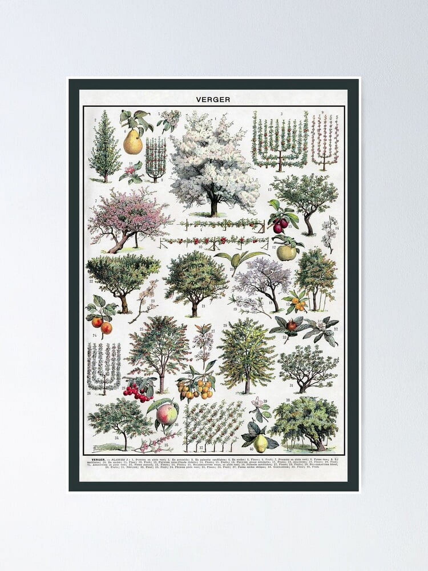 AatoeaX Verger Vintage Illustration by Millot - French Orchard Trees ...