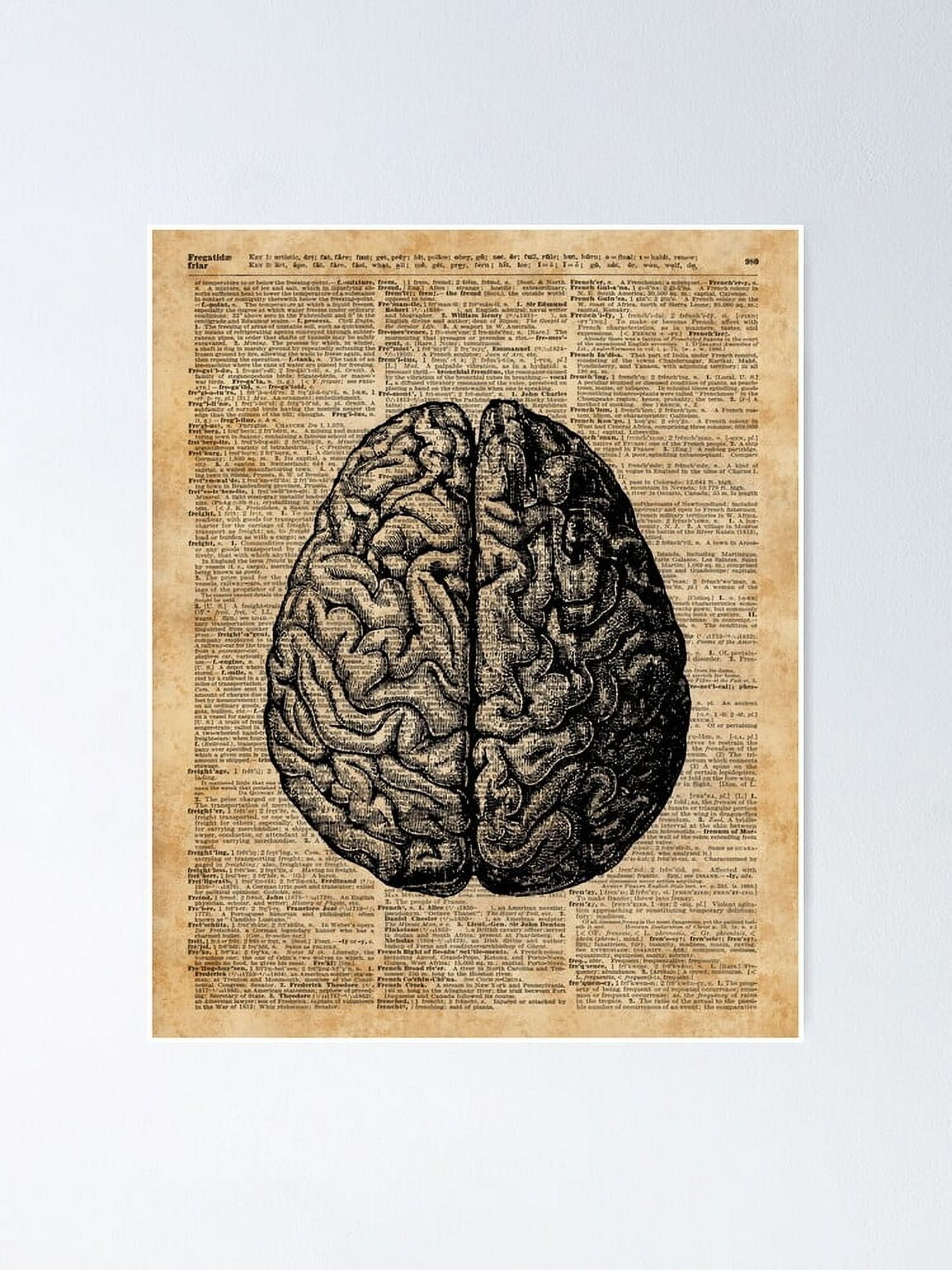 AatoeaX Vintage Human Anatomy Brain Illustration Dictionary Book Page ...