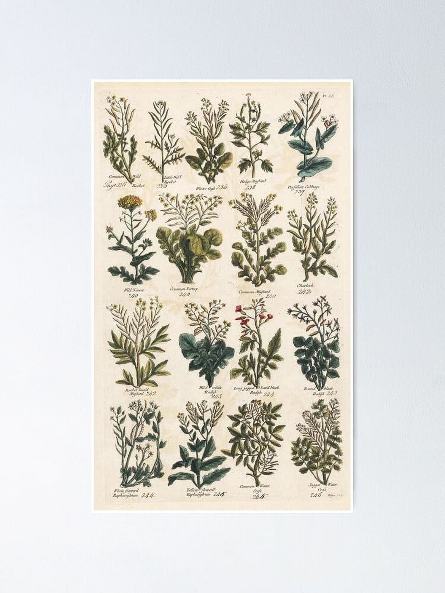 AatoeaX Vintage Plants Aesthetic Poster Modern Wall Art Canvas Poster ...