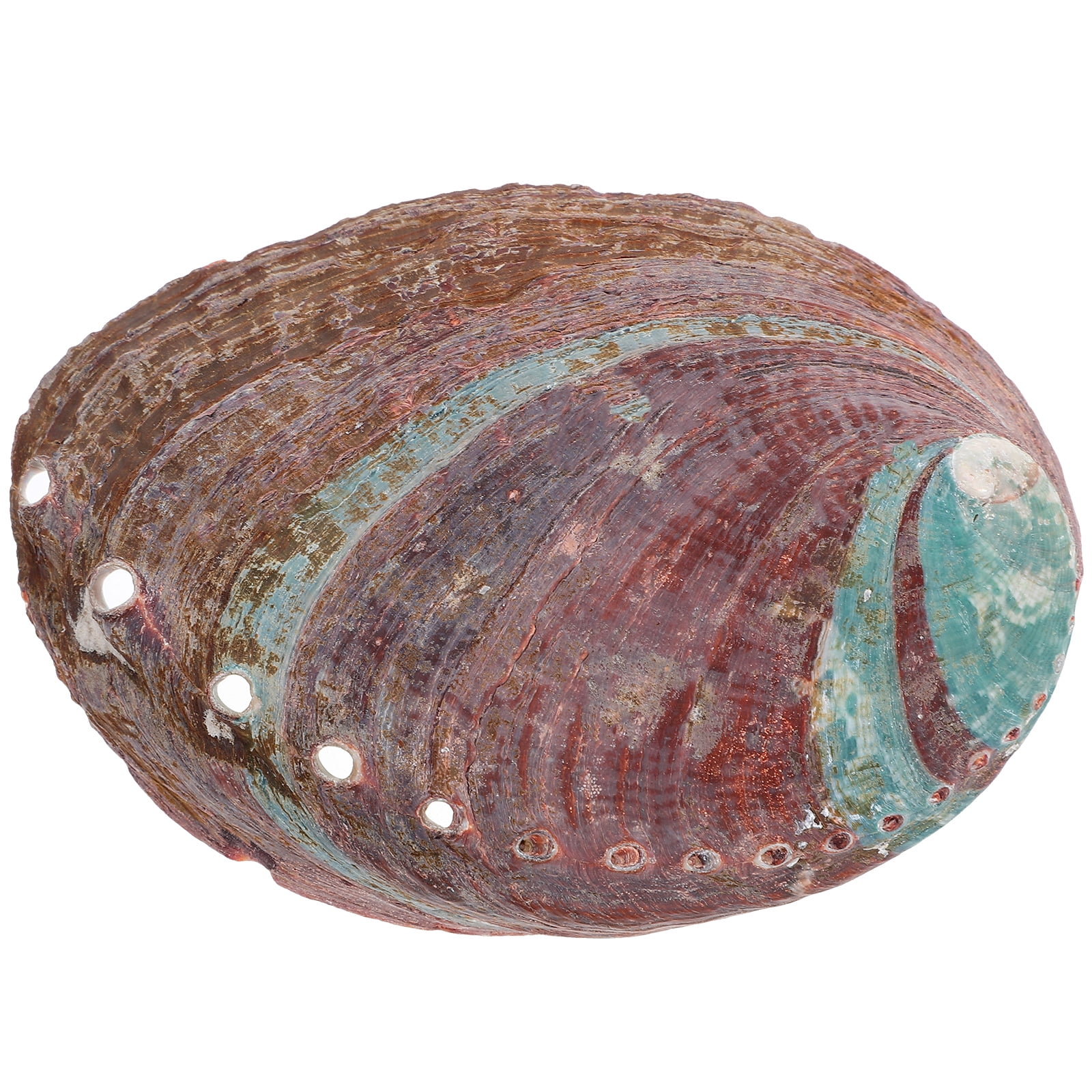Abalone Shell Craft Rough Abalone Shell Adornment Offering Burning ...