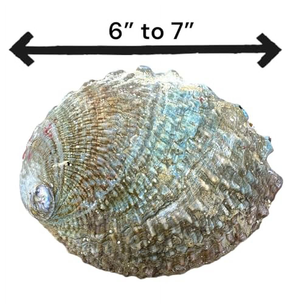 Abalone Shell Large 6-7 Inches | Beautiful All Natural Smudge Bowl ...