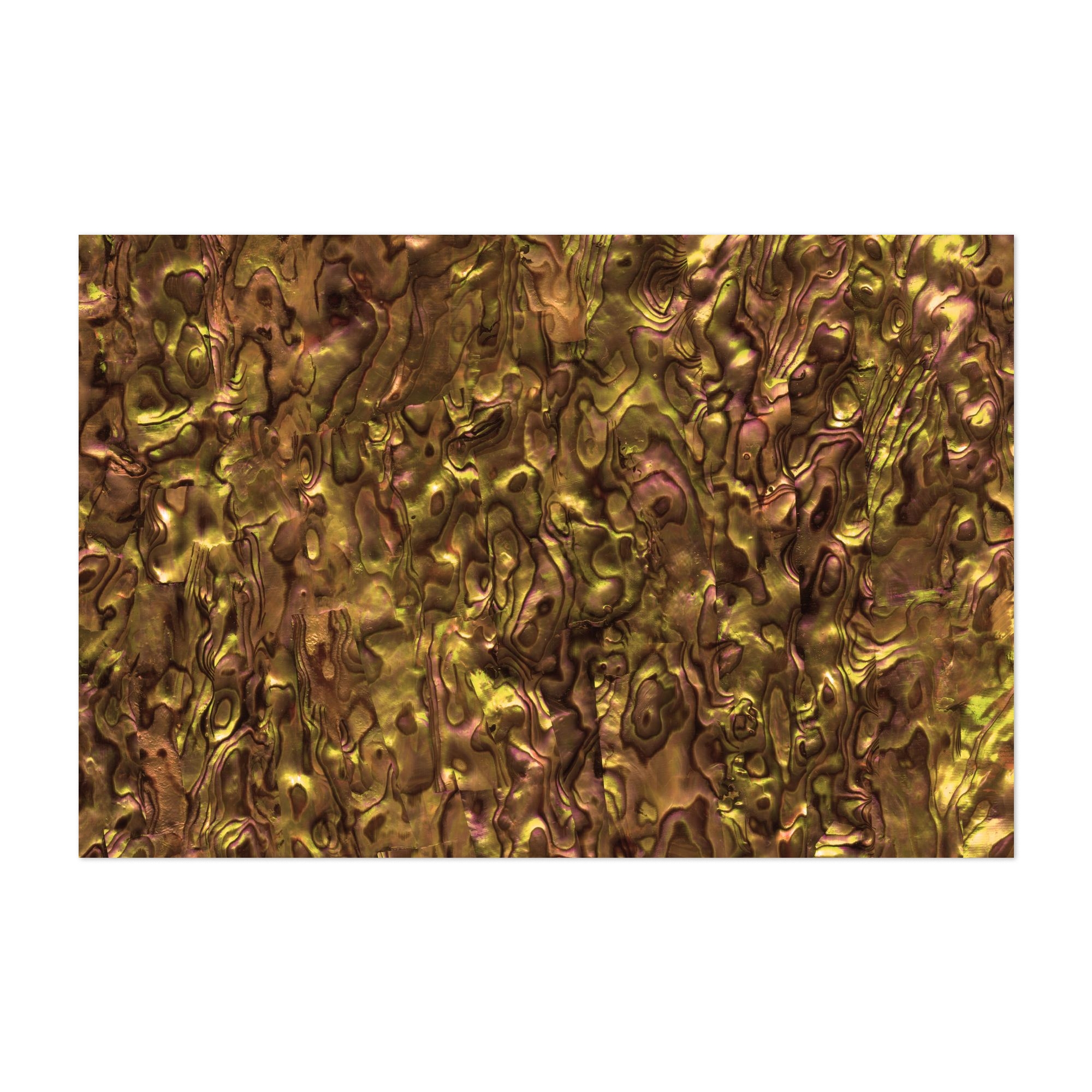 Abalone Shell | Paua Shell | Sea Shells | Patterns in Nature | Orange ...