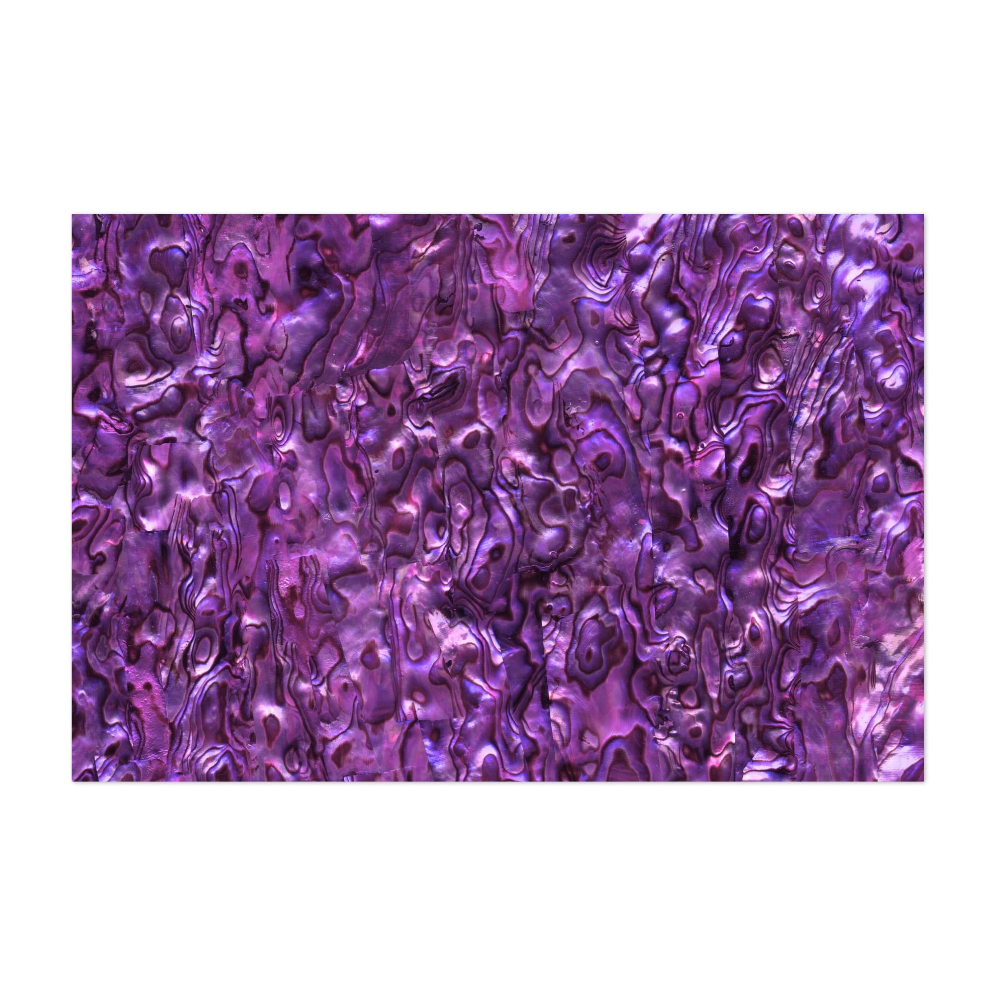 Abalone Shell | Paua Shell | Sea Shells | Patterns in Nature | Violet ...