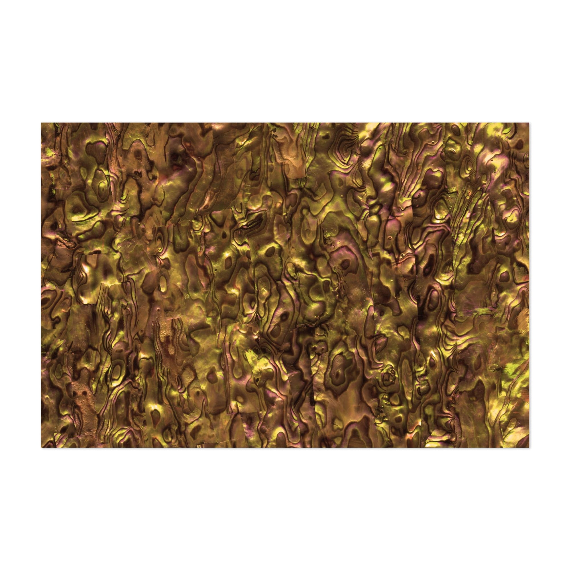 Abalone Shell | Paua Shell | Sea Shells | Patterns in Nature | Orange ...