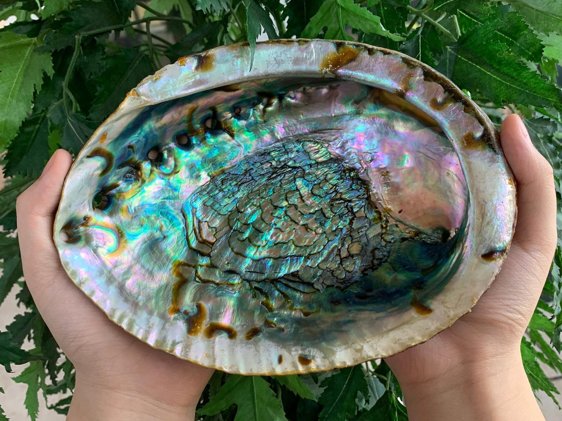 Abalone Shell, Seashell Incense Burner, Smudge Bowl for Holding Smudge ...